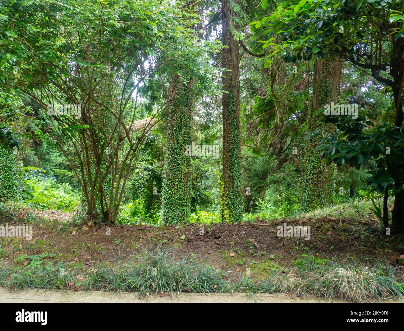 In the botanical garden. Collection of different plants in one place ...