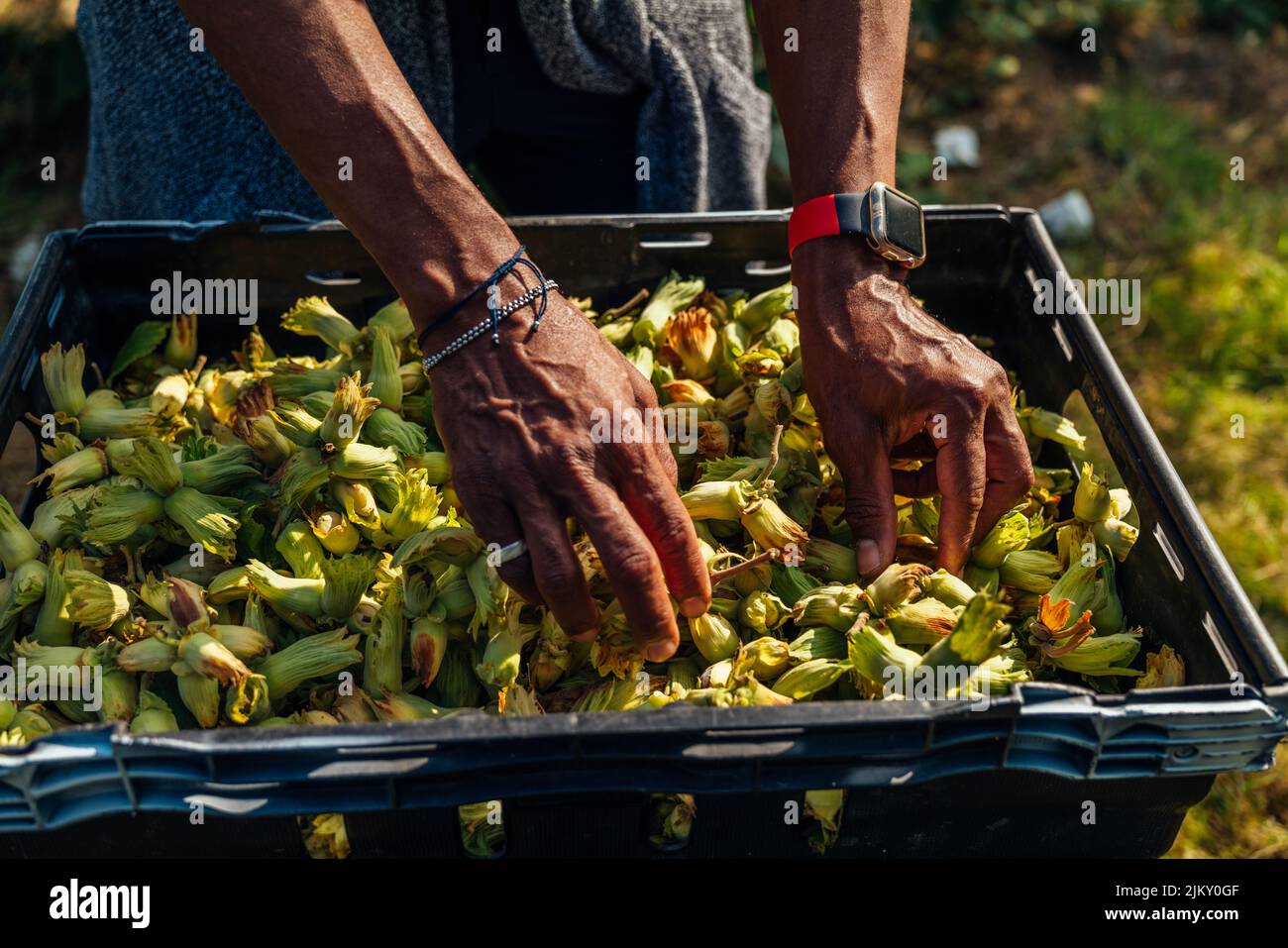 A close-up of man's hands processing freshly harvested English cobnuts ...