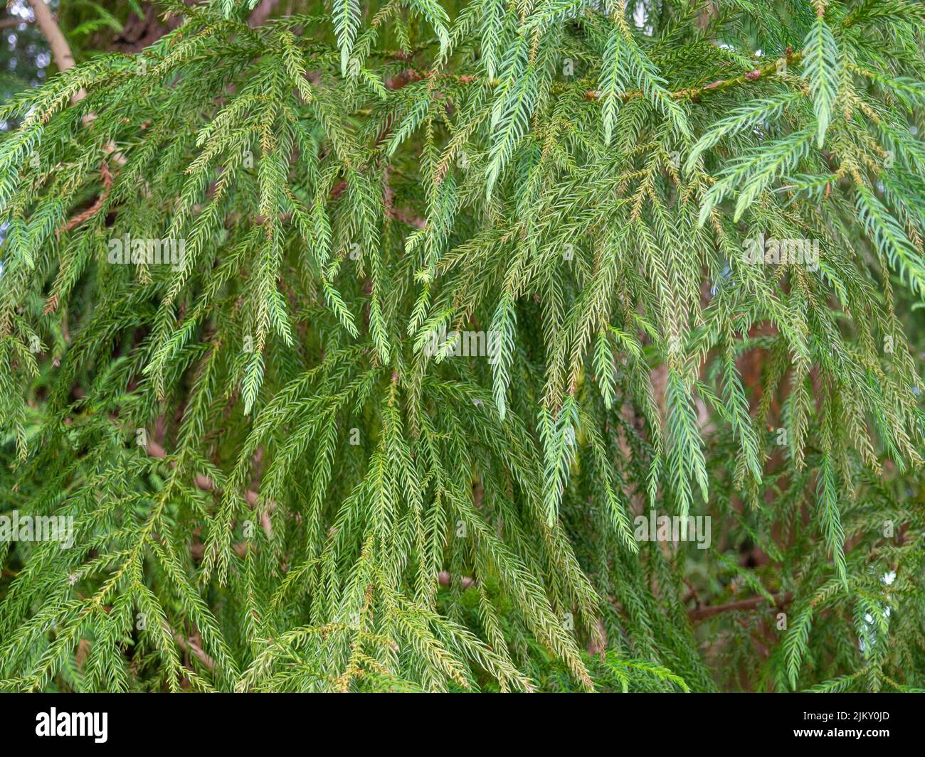 Soft branches of a coniferous tree. Thorns background. Natural pattern ...