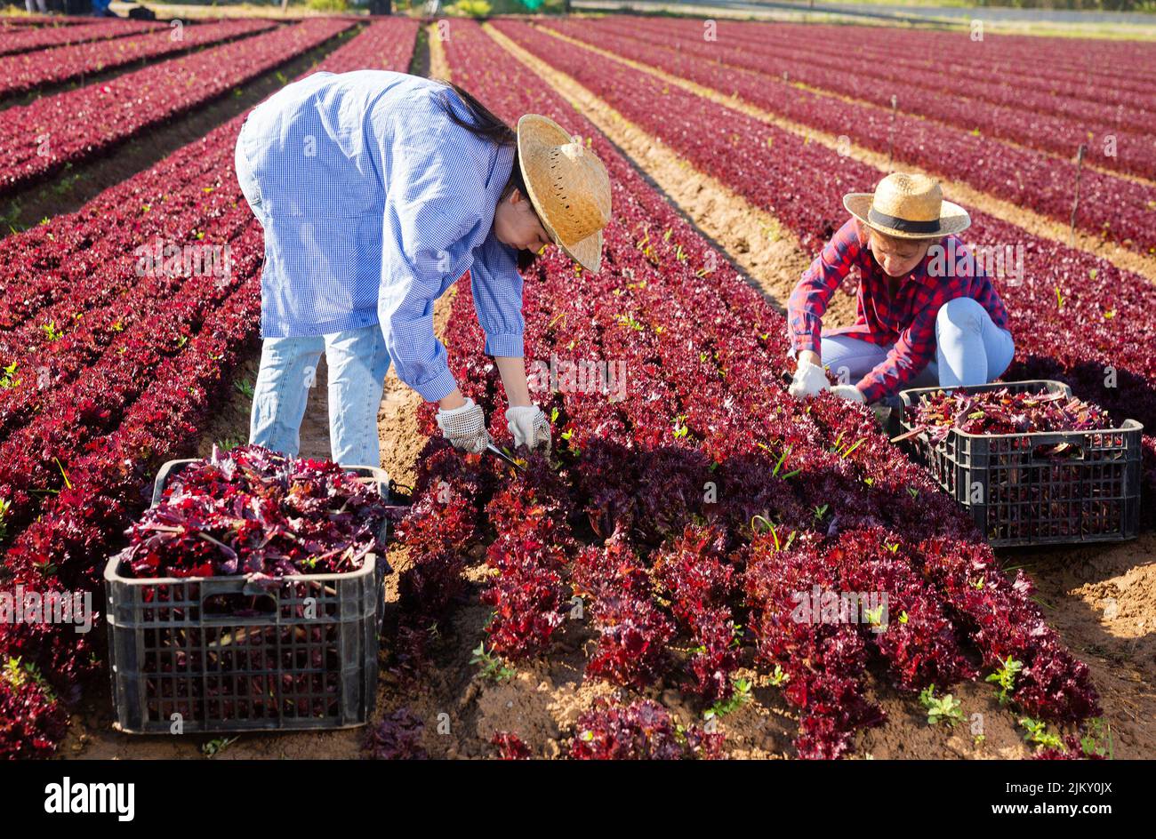 Two farmers harvest crop of red lettuce on farm field Stock Photo - Alamy
