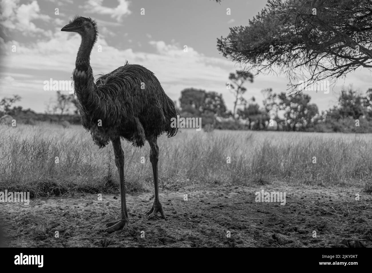Beautiful emu Black and White Stock Photos & Images - Alamy