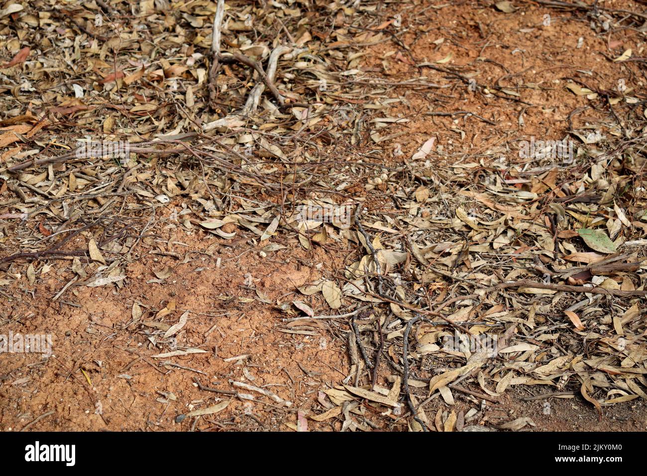 full frame of arid textured ground in australian bushland with ...