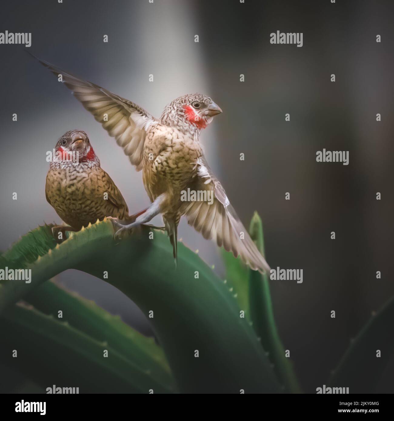A waxbill bird showing off some amazing dancing skills Stock Photo - Alamy