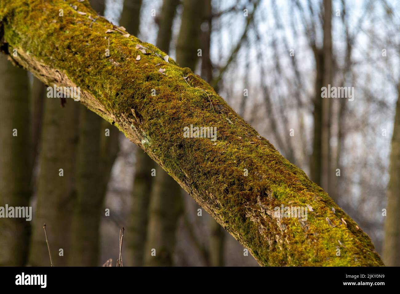 Moose forest water hi-res stock photography and images - Alamy