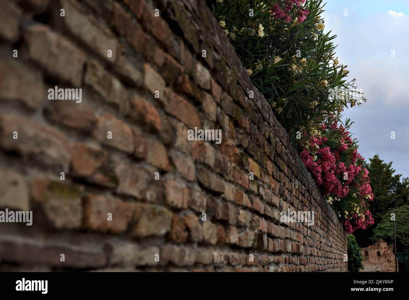 Oleander in bloom on a brick wall Stock Photo - Alamy