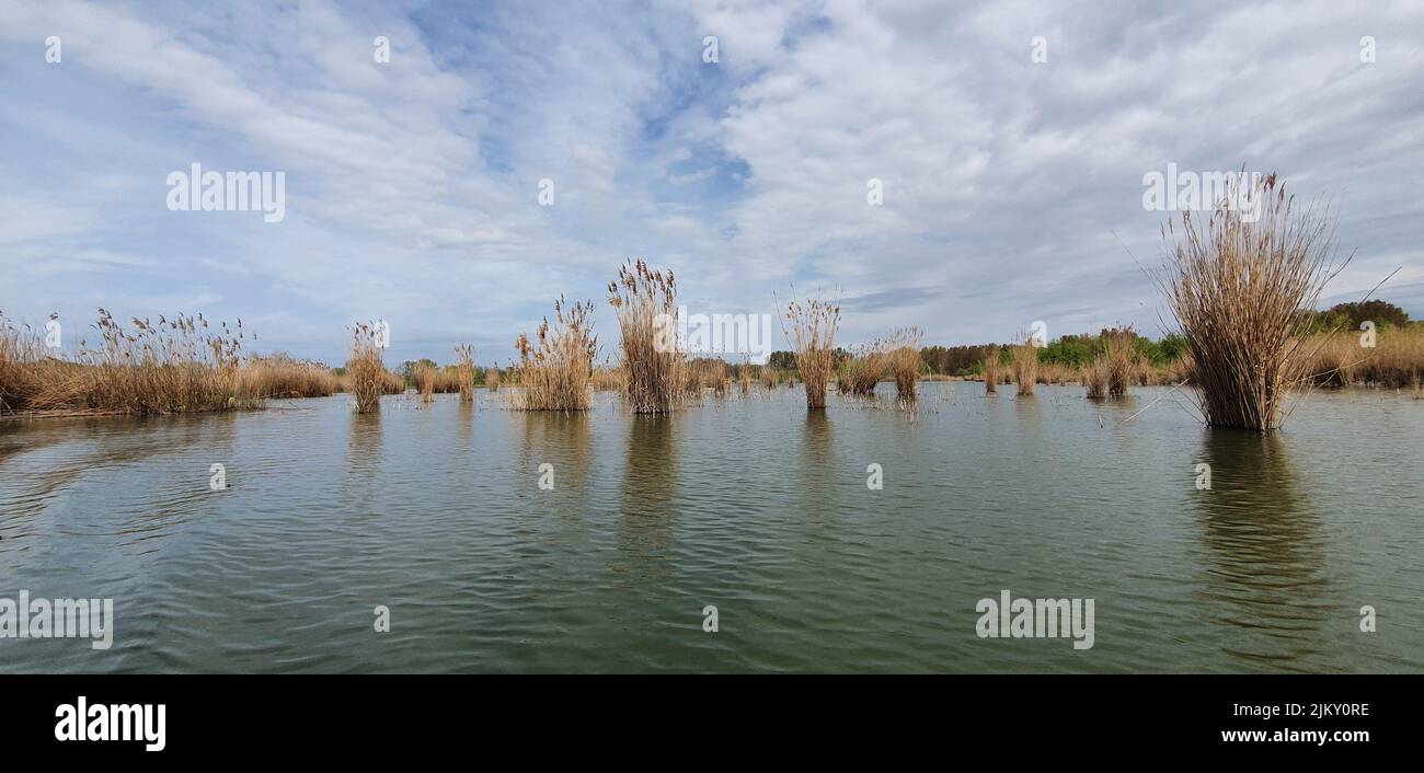 The beautiful natural landscape shot with grass reflection on a river ...