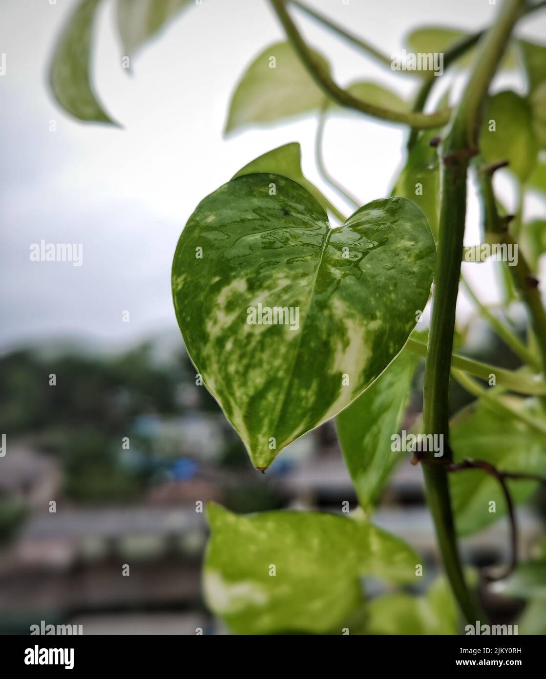 A closeup of green Scindapsus plant leaves on the blurred background of ...