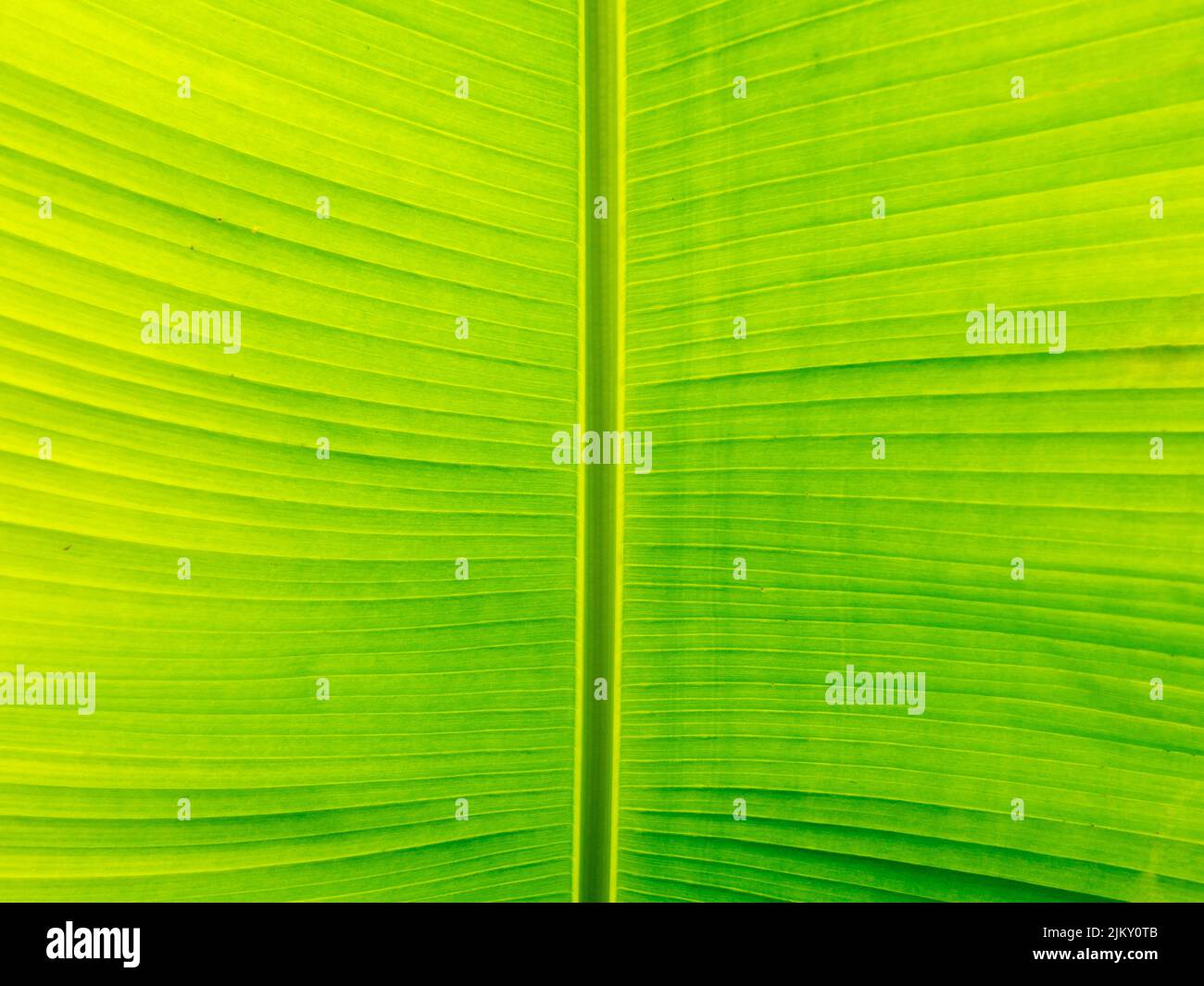 The structure of a large leaf of a southern plant. Palm leaf rays. Leaf ...