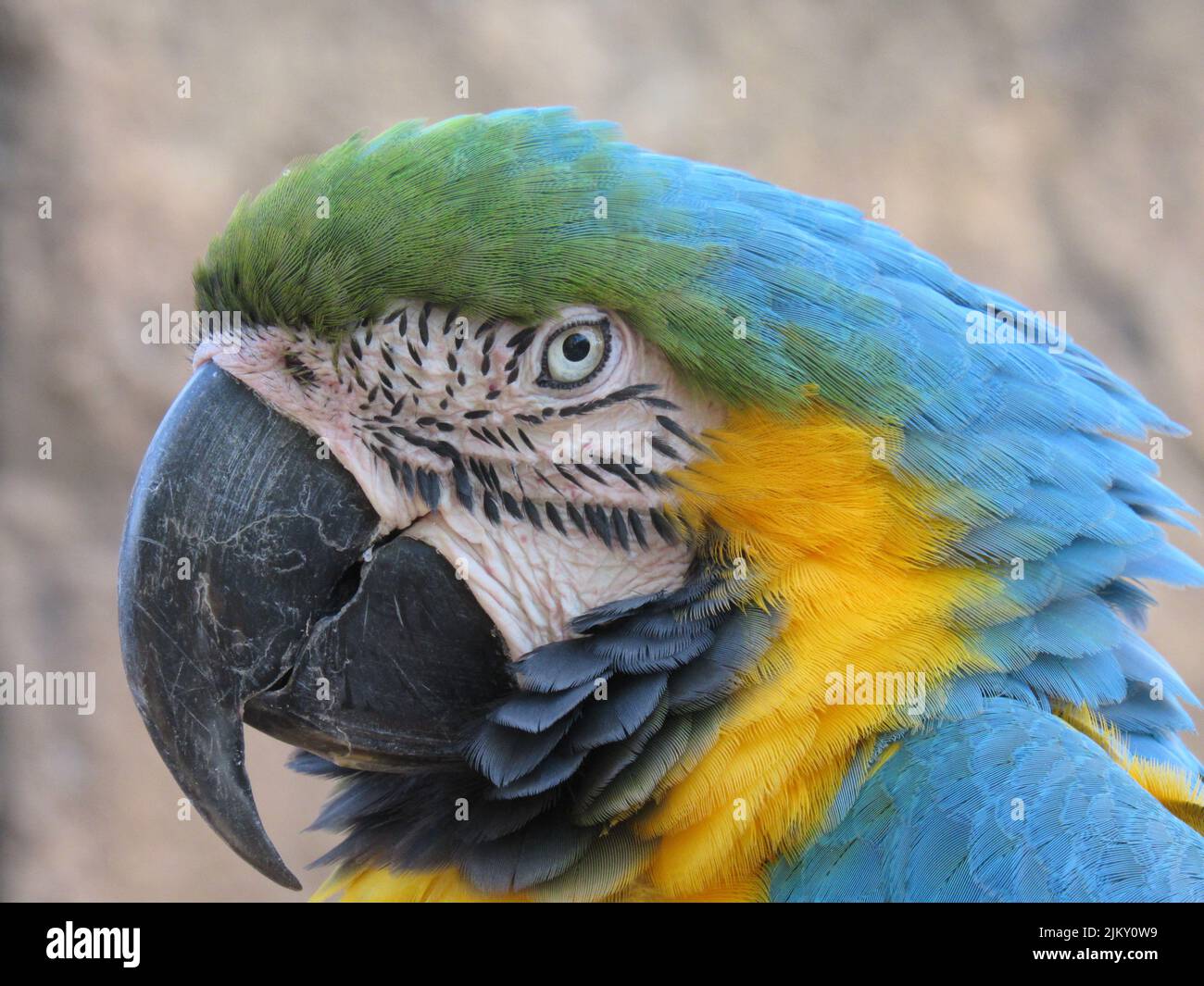 A closeup portrait of a blue-and-yellow macaw parrot looking at the ...