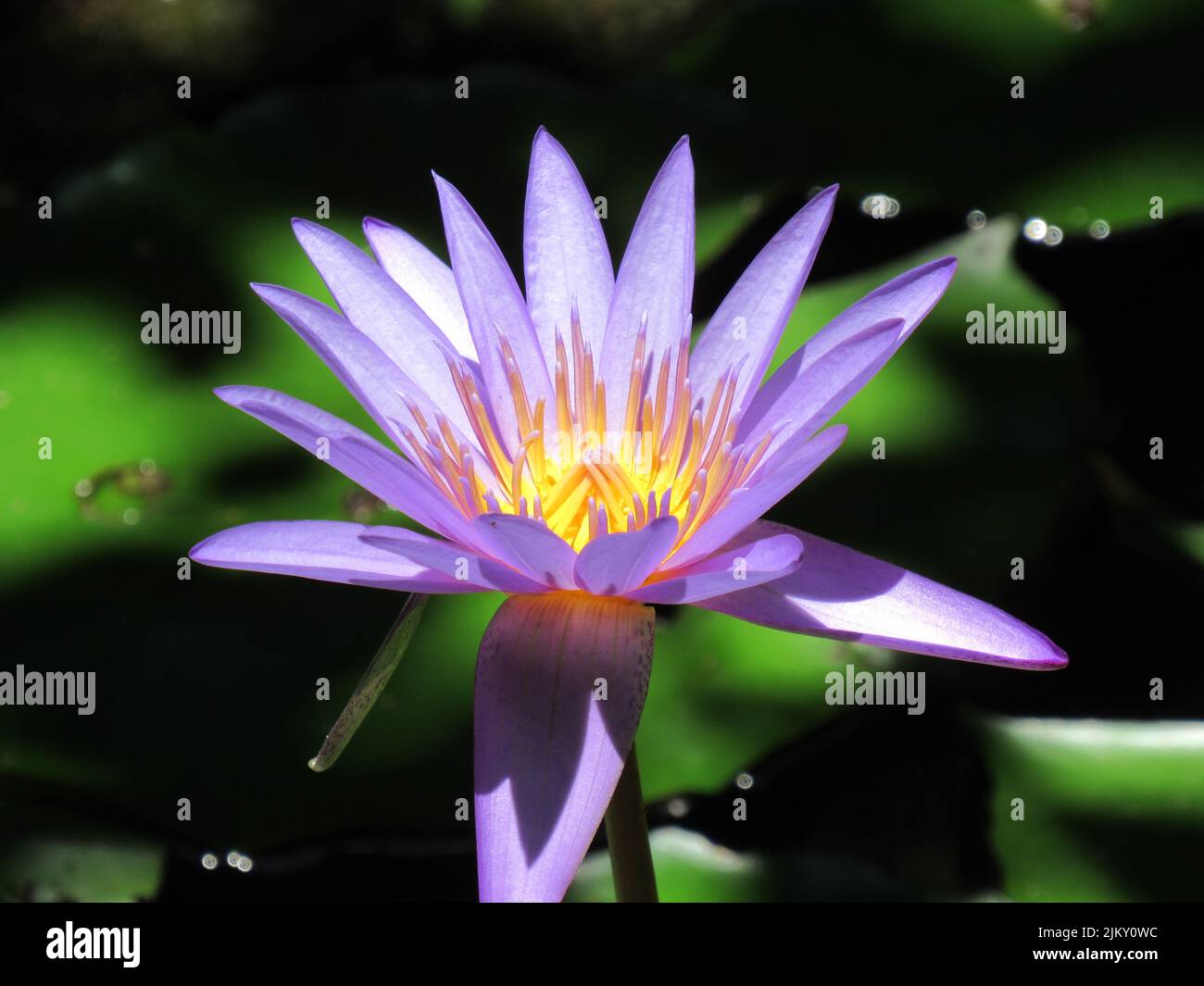 Blue lotus flower blue water hi-res stock photography and images - Alamy