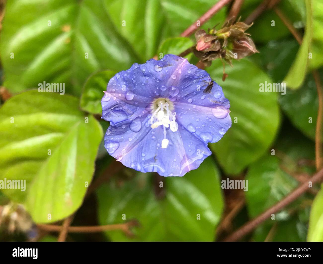 Purple ipomoea hi-res stock photography and images - Alamy
