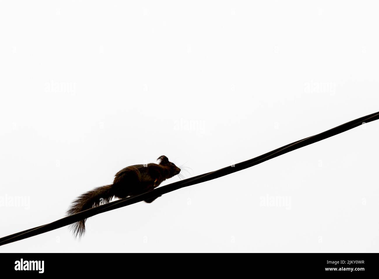 A closeup of a squirrel silhouette walking on the rope Stock Photo - Alamy