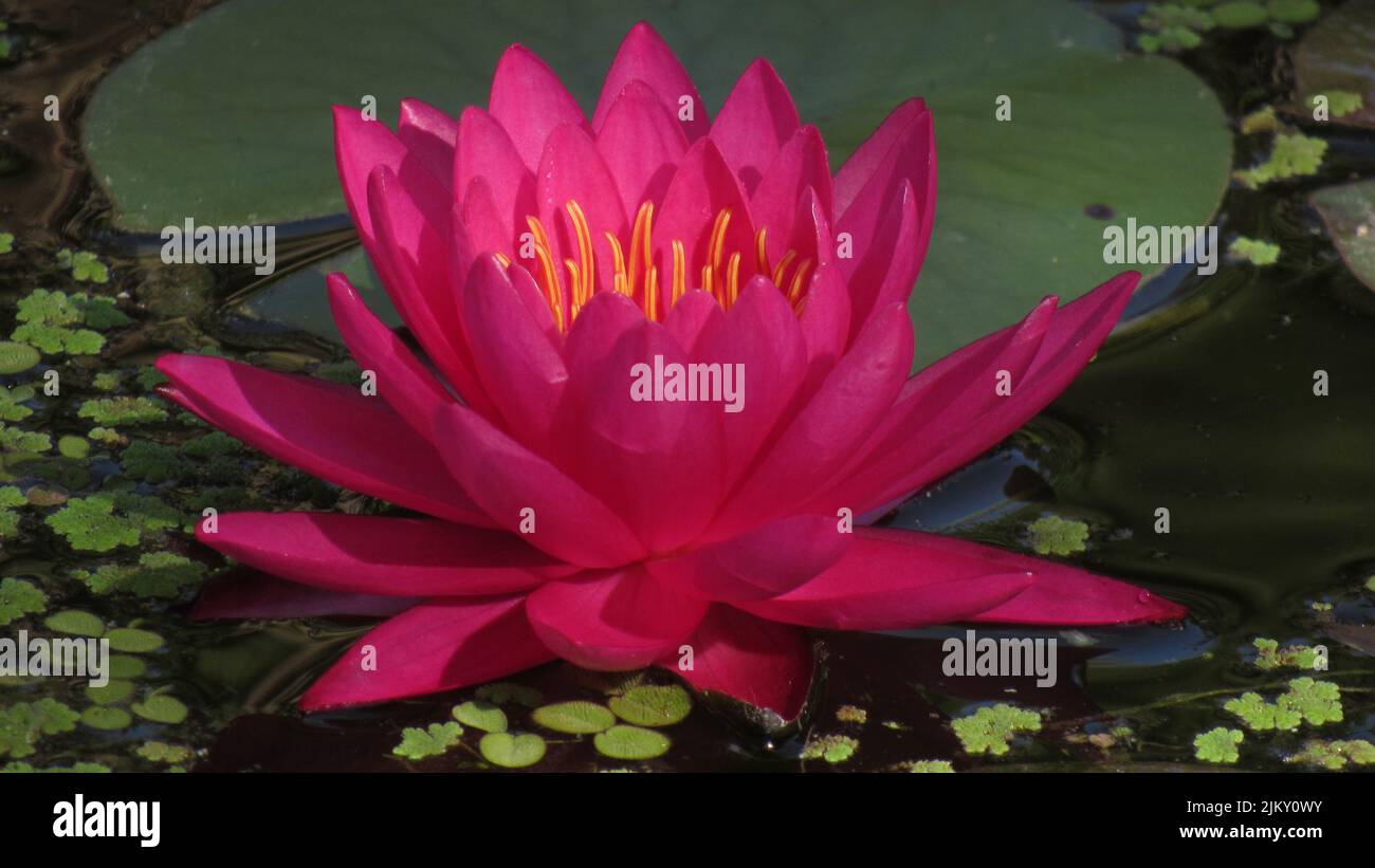 Mayla hi-res stock photography and images - Alamy