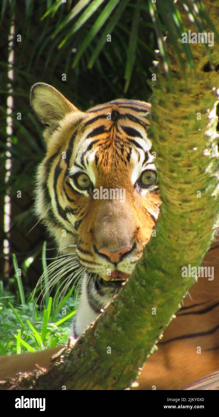 A vertical shot of a young tiger lying behind a tree and looking at the ...