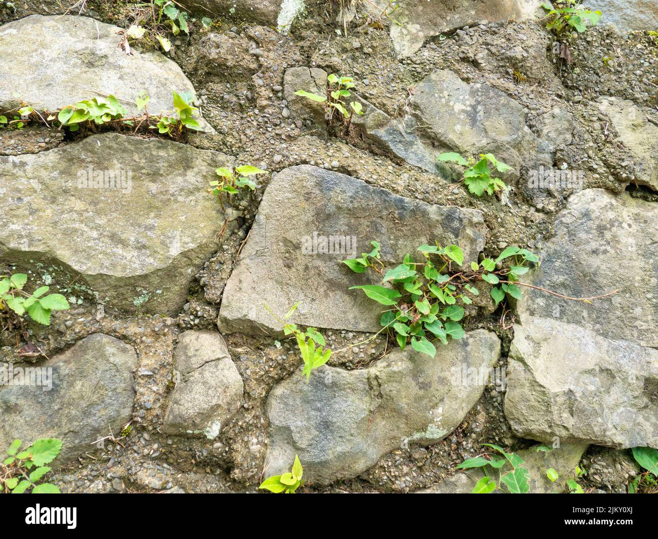 Ancient stonework. Stone pattern. Abandoned wall. Plants make their way ...