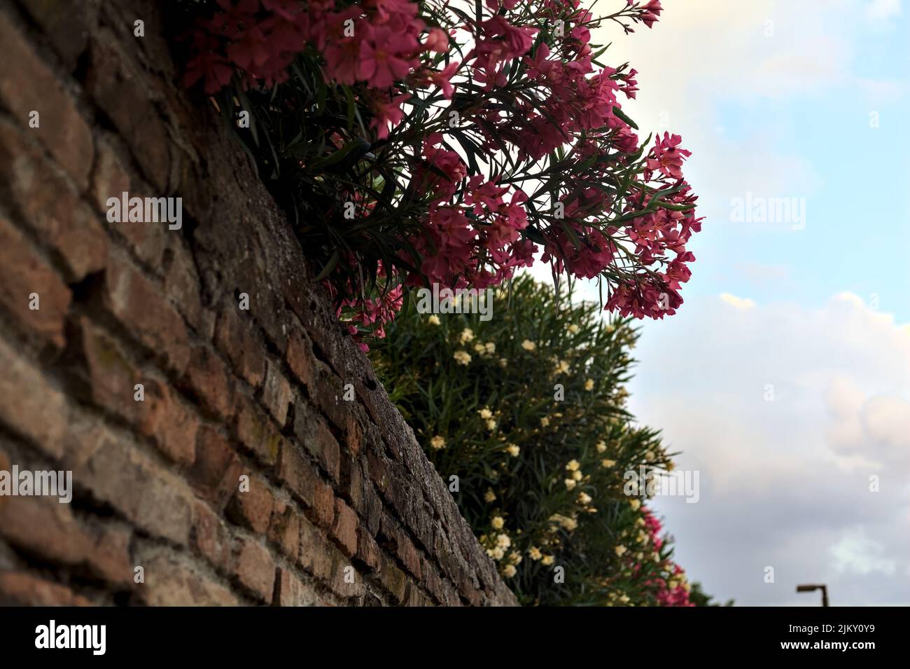 Oleander in bloom on a brick wall Stock Photo - Alamy
