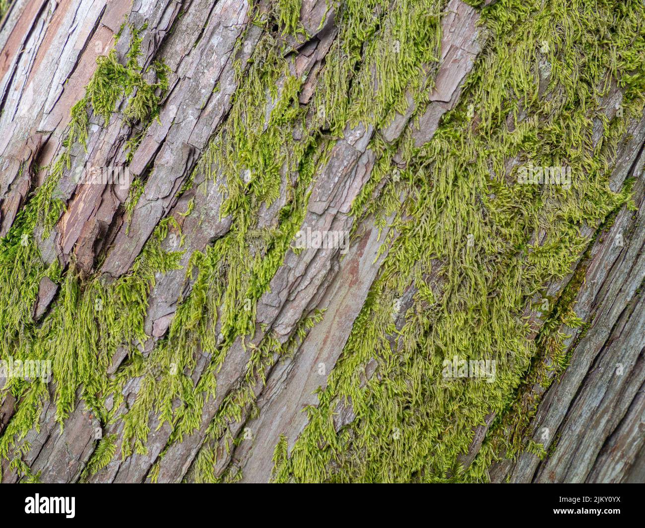 Tree bark protection hi-res stock photography and images - Alamy