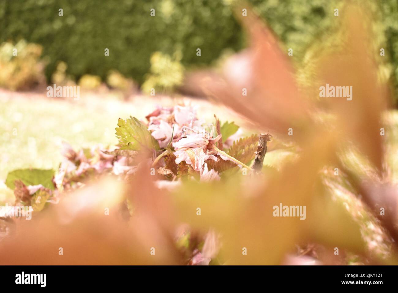 A selective focus of wildflowers growing on a field with blurry leaves ...