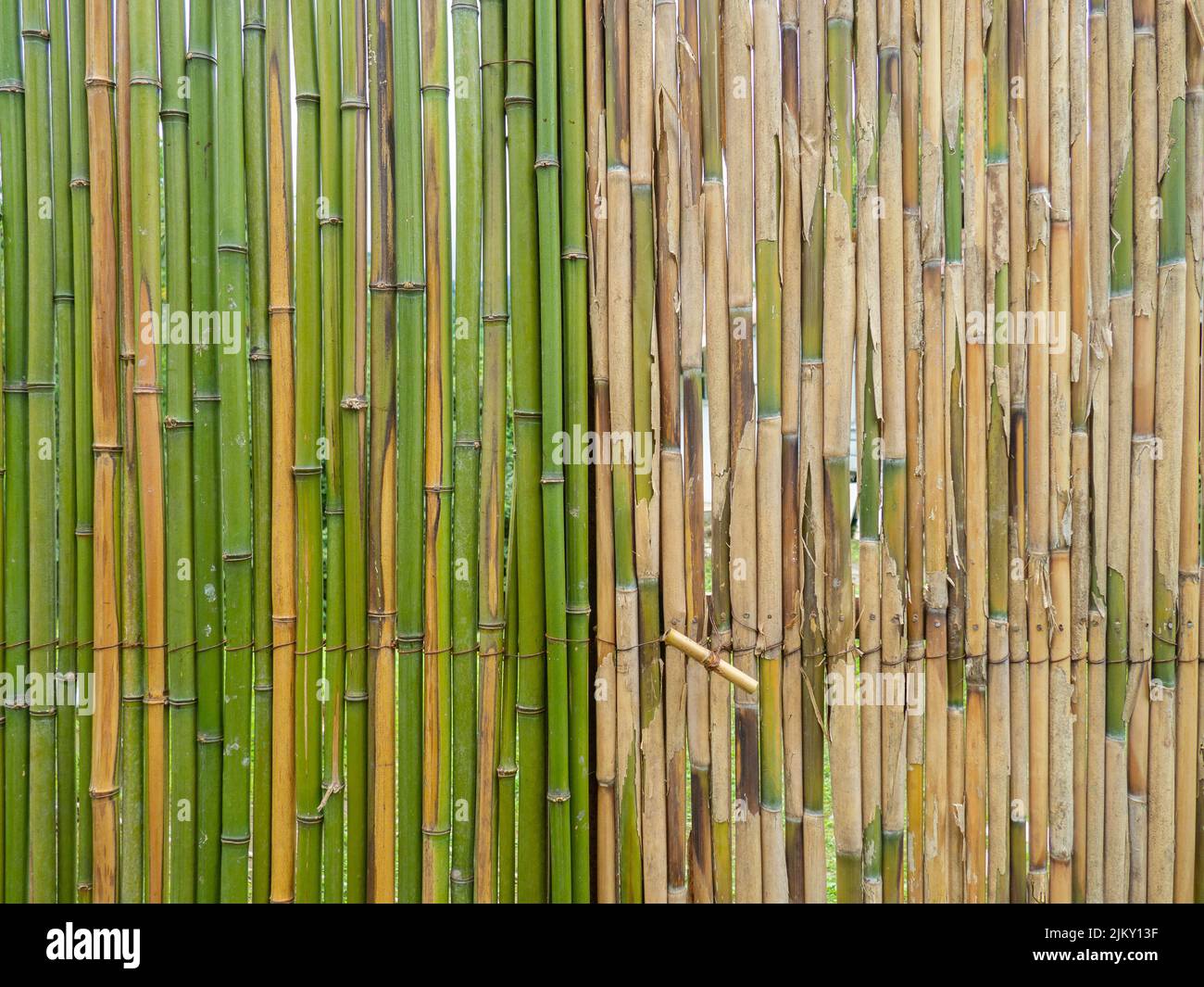 Bamboo fence. Fence made of thin green bamboo. Strong fence. Palisade ...