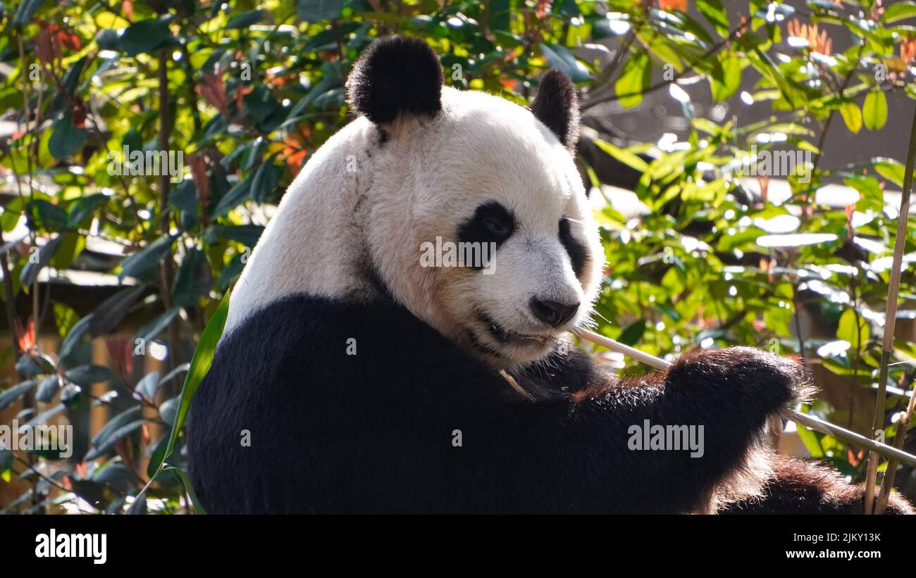 Bamboo active hi-res stock photography and images - Alamy