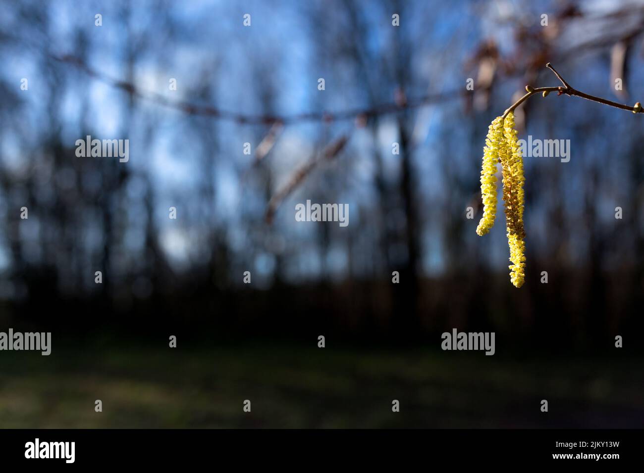 A closeup of a Hazel Catkin flowers on a blurry background of trees ...