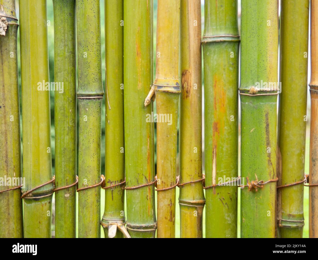 Bamboo fence. Fence made of thin green bamboo. Strong fence. Palisade ...