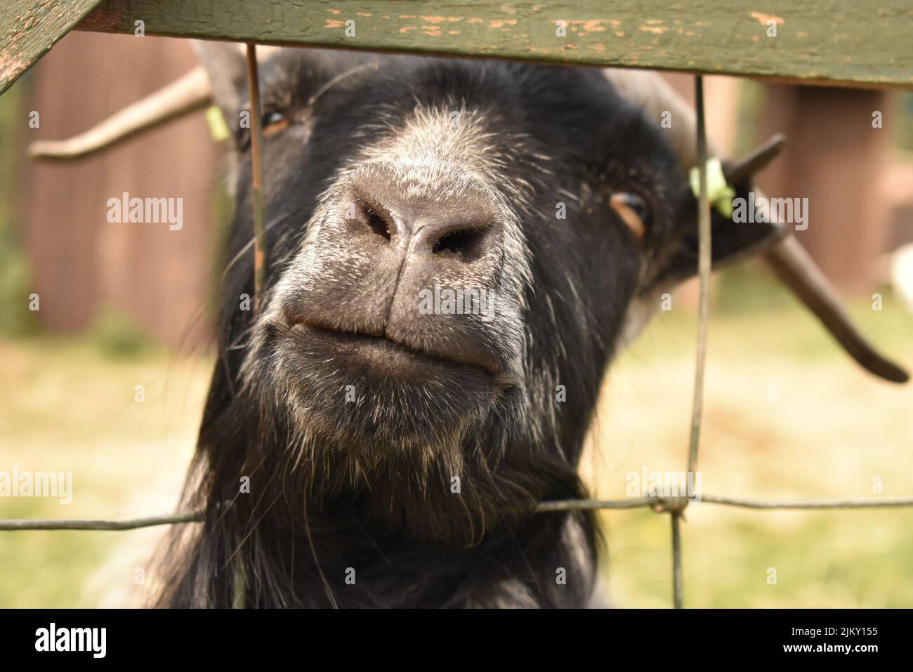 Sneaking shot hi-res stock photography and images - Alamy