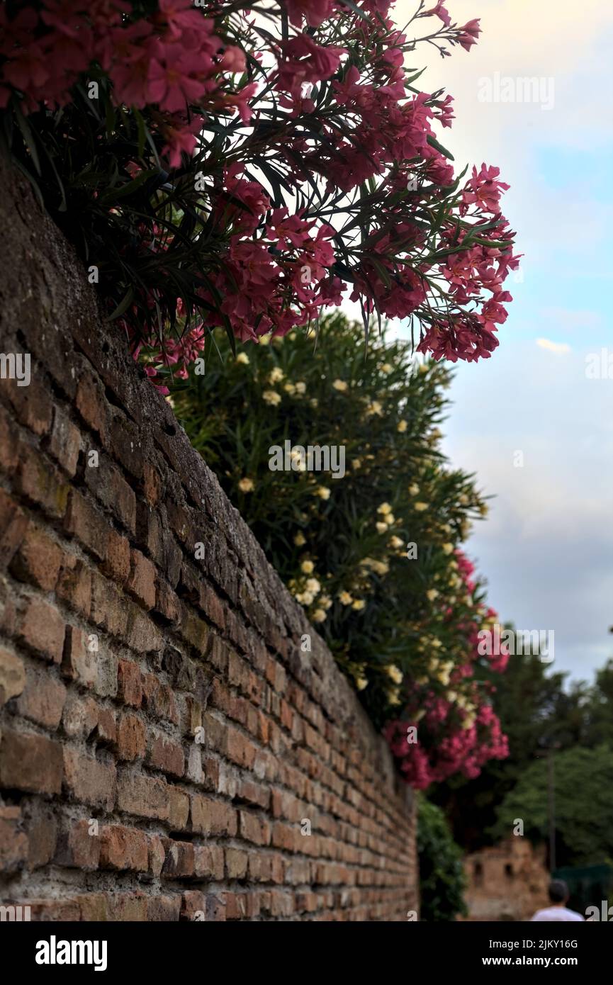 Oleander in bloom on a brick wall Stock Photo - Alamy