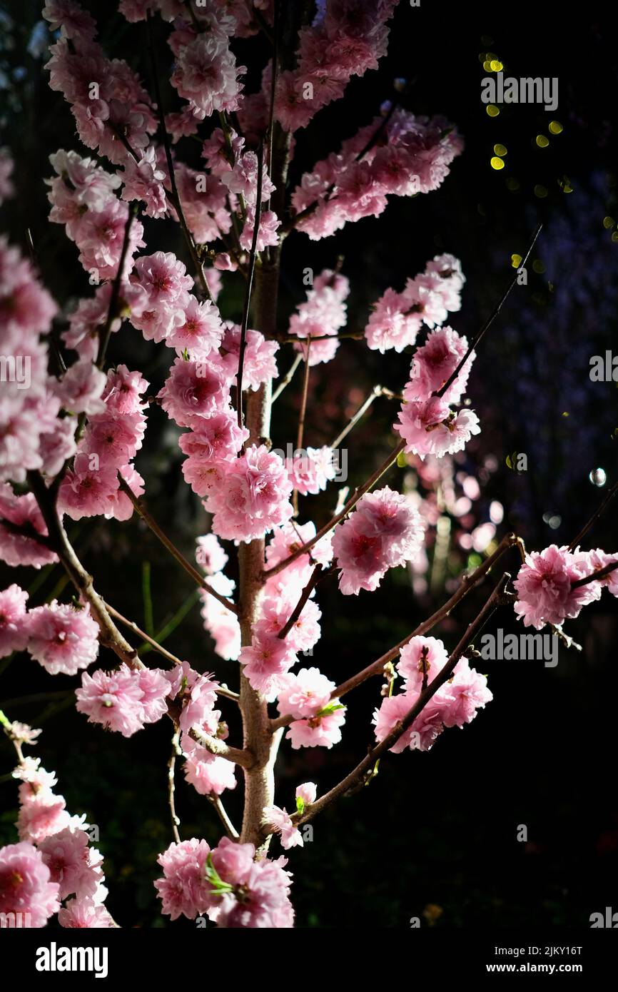 Light pink vertical texture hi-res stock photography and images - Alamy