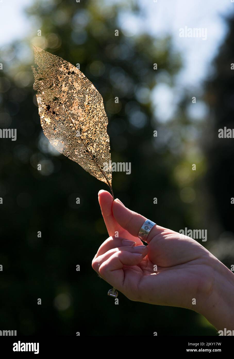 Hand holding leaf hi-res stock photography and images - Alamy