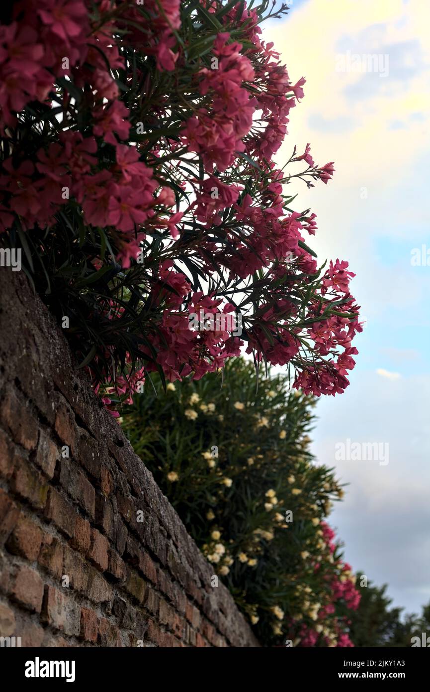 Oleander in bloom on a brick wall Stock Photo - Alamy