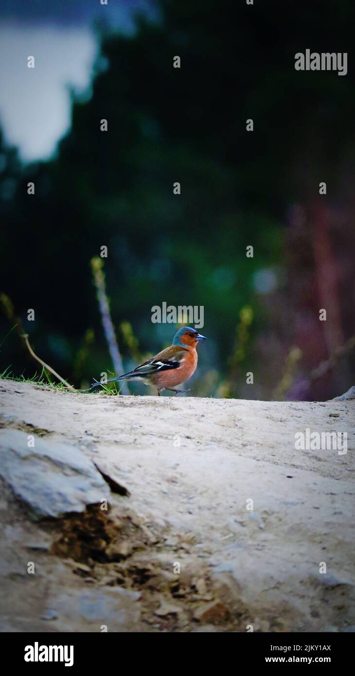 Small vertical hi-res stock photography and images - Alamy