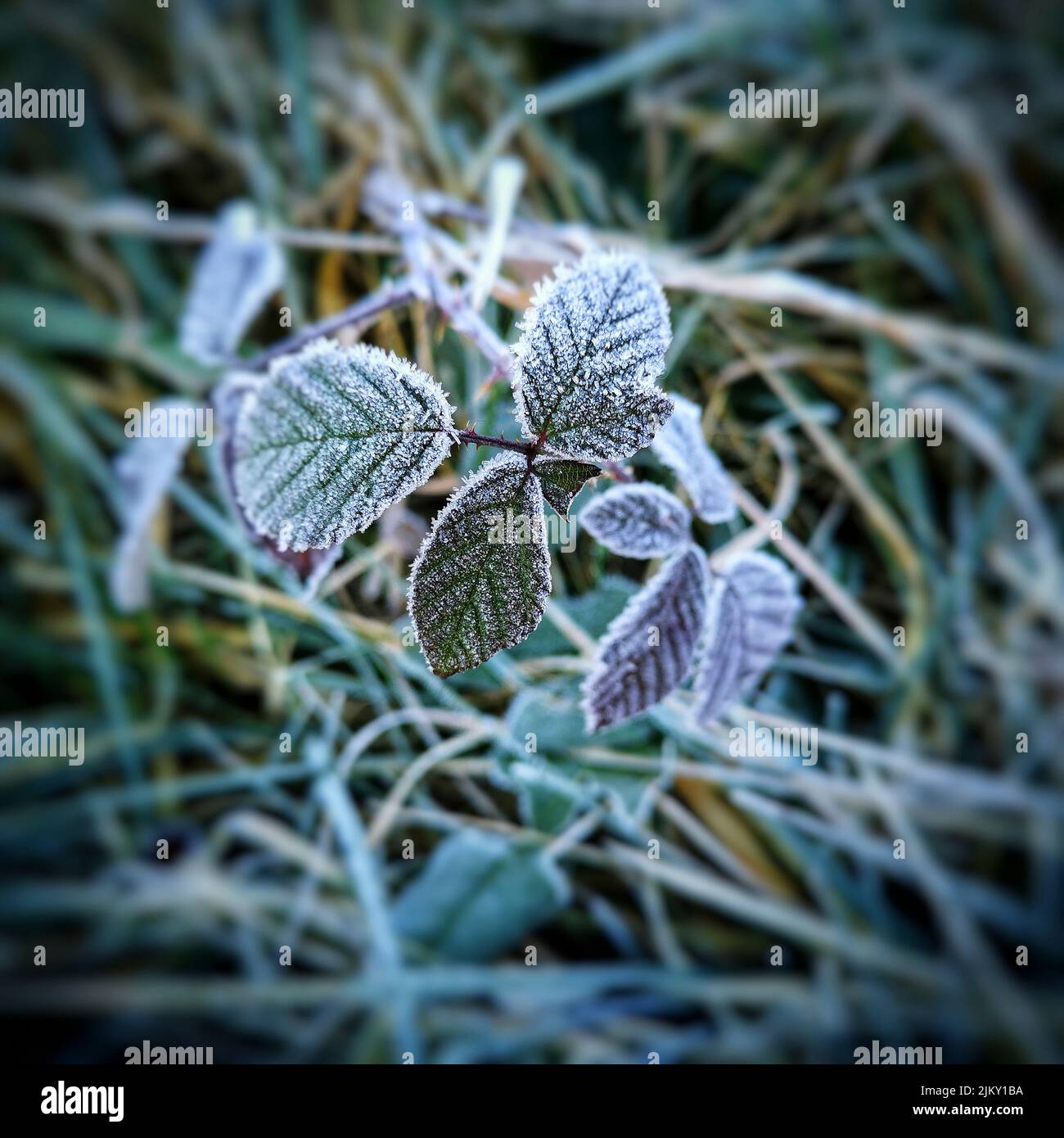 Frost leaves nature background hi-res stock photography and images - Alamy