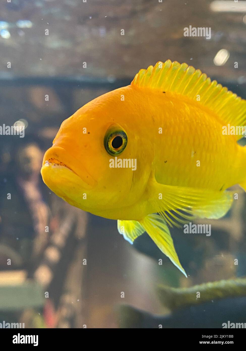 Underwater sea life yellow hi-res stock photography and images - Alamy
