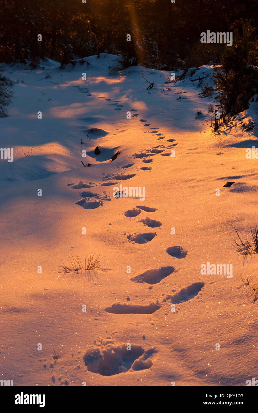 Footprints in the snow at sunset in the forest in vertical with orange ...