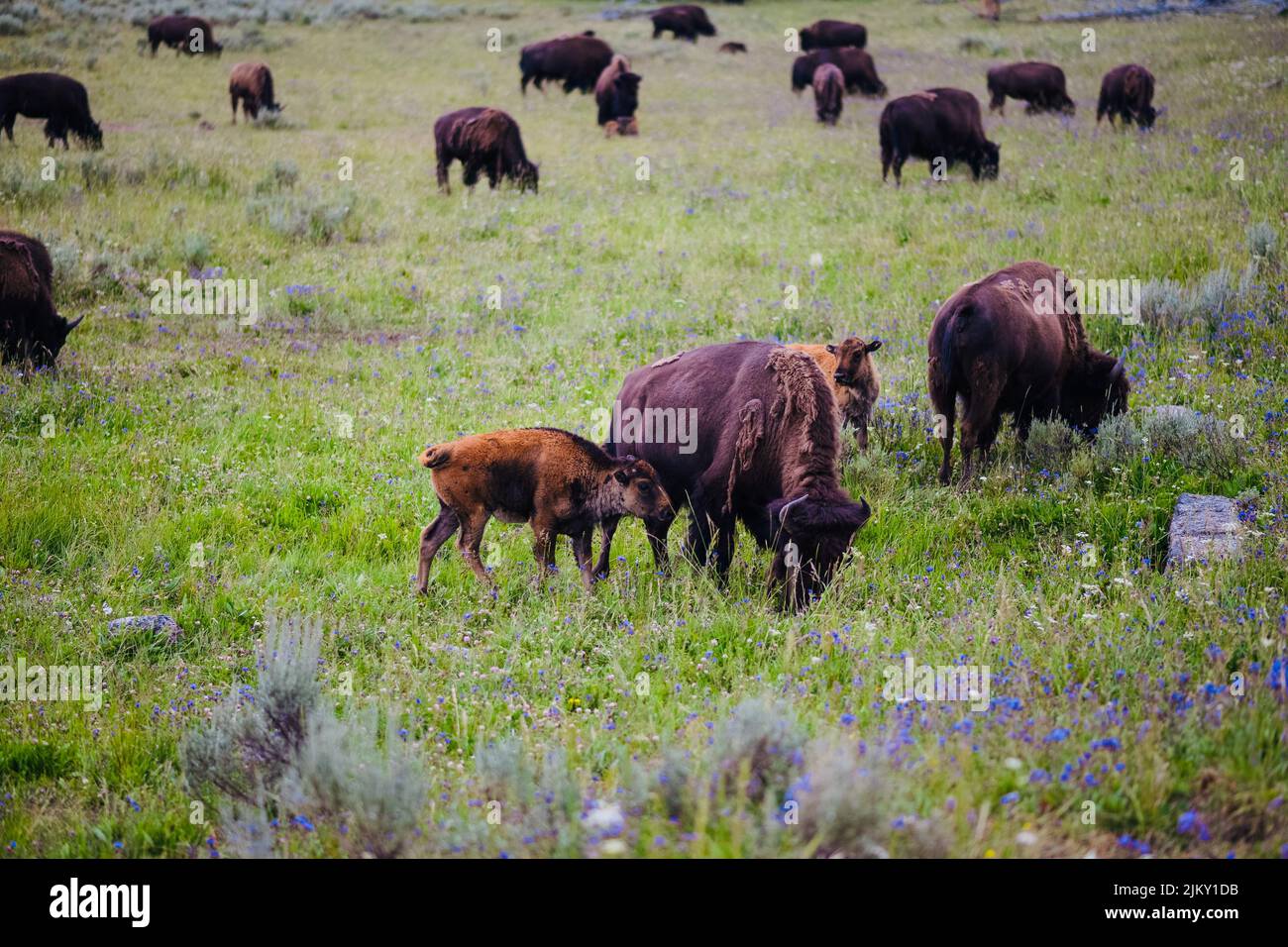 American bisons grassland hi-res stock photography and images - Alamy