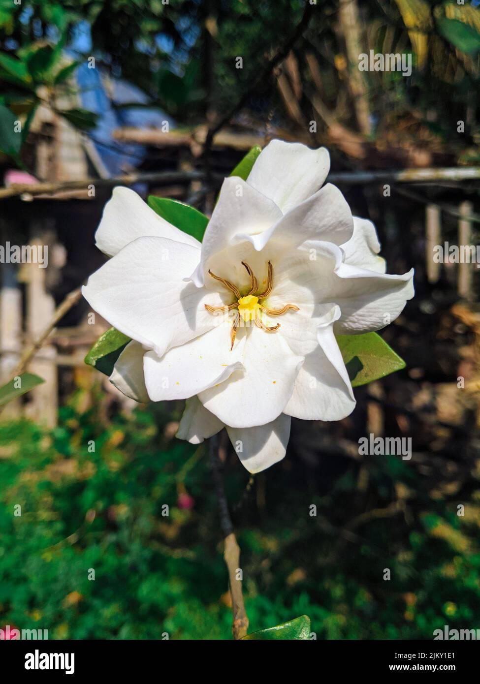 White gardenia flower hi-res stock photography and images - Alamy