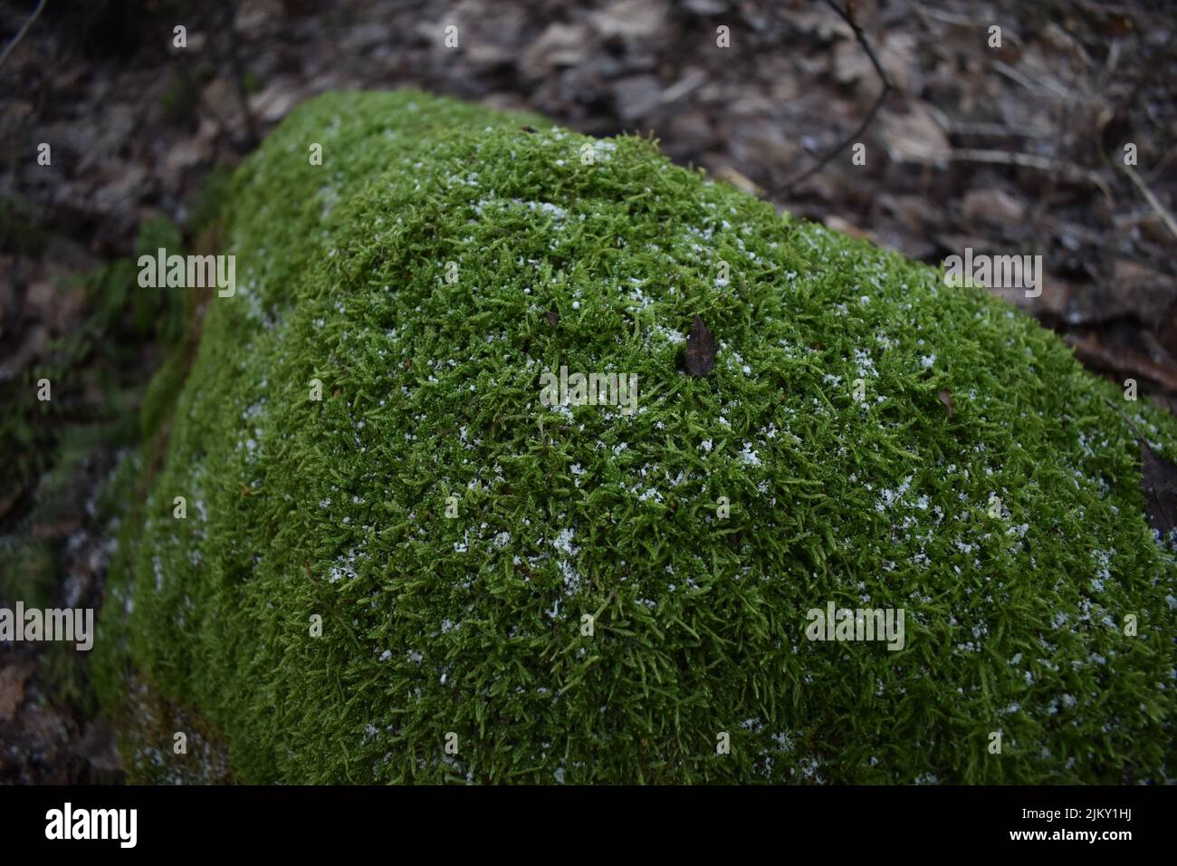 Green moss on rock nature hi-res stock photography and images - Alamy