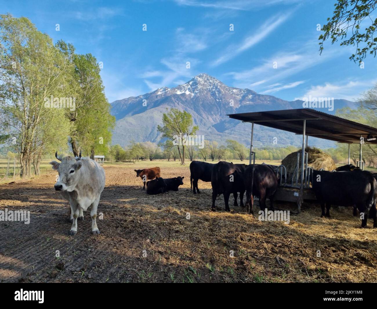 A farm full of cows, over a background of a beautiful mountain, under a ...