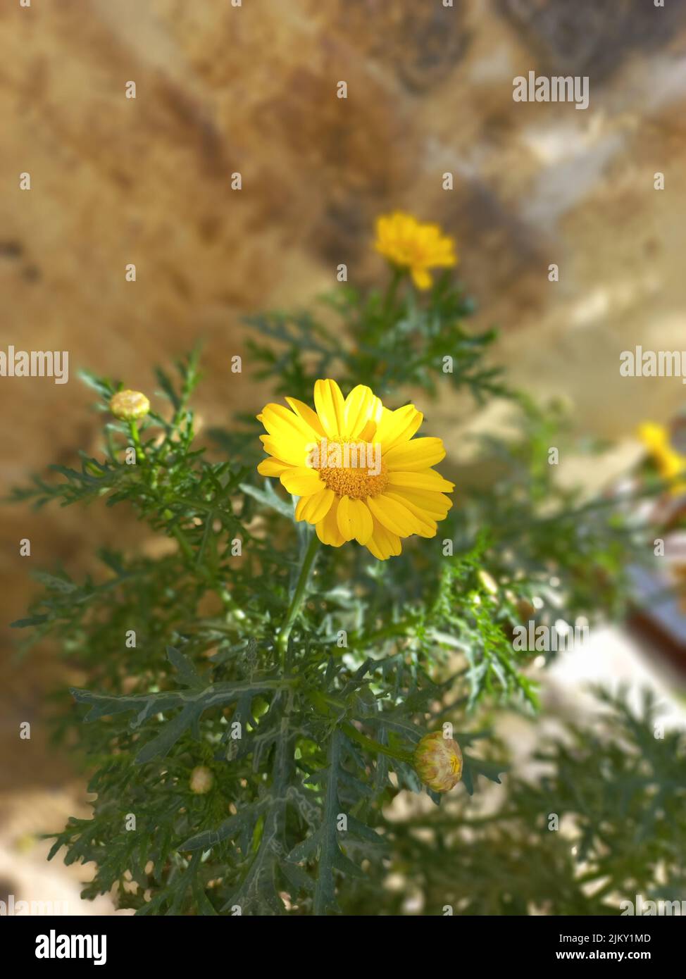 A vertical shot of corn marigold flowers blooming in a garden Stock ...