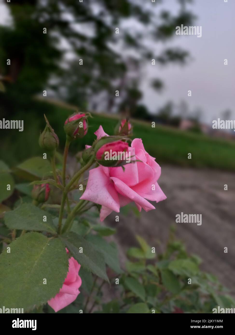 Blooming beautiful pink roses hi-res stock photography and images - Alamy