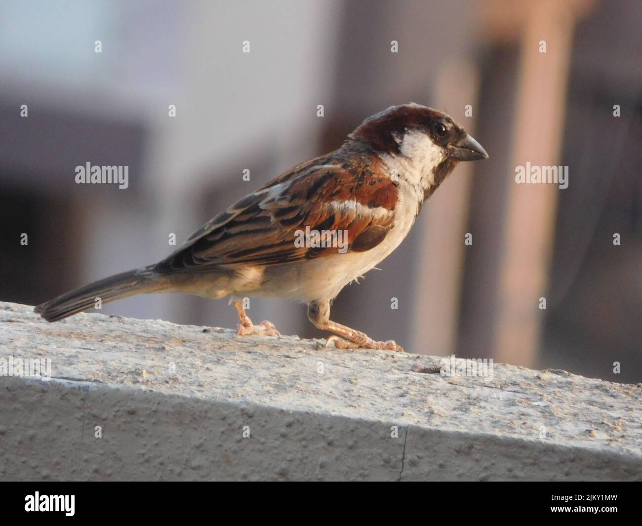A macro side view of a cute tiny house sparrow (Passer domesticus Stock ...