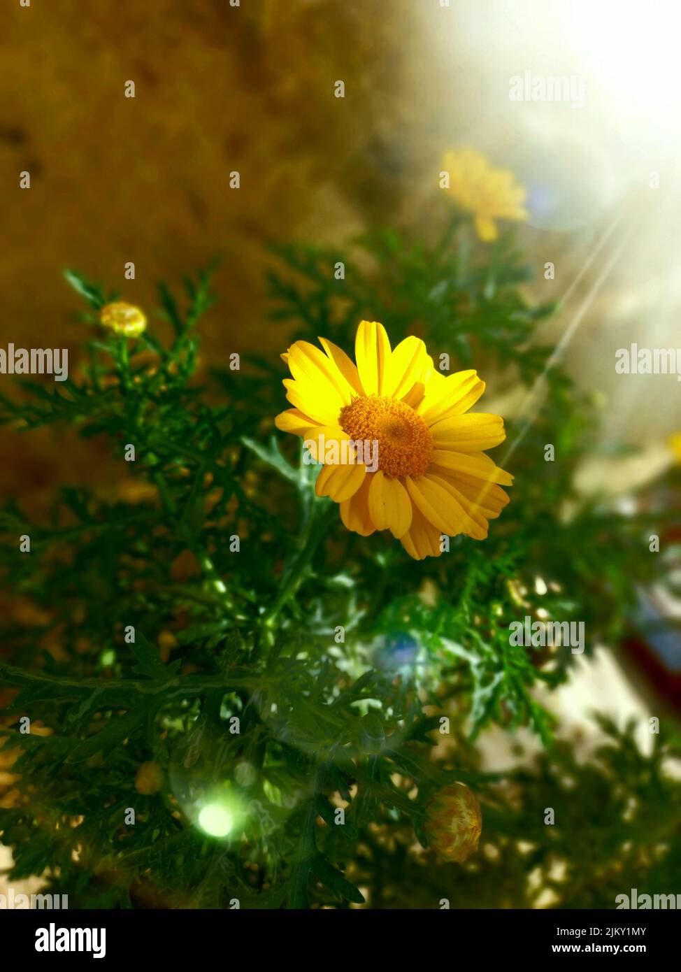 A vertical shot of beautiful corn marigold (Glebionis segetum) flowers ...