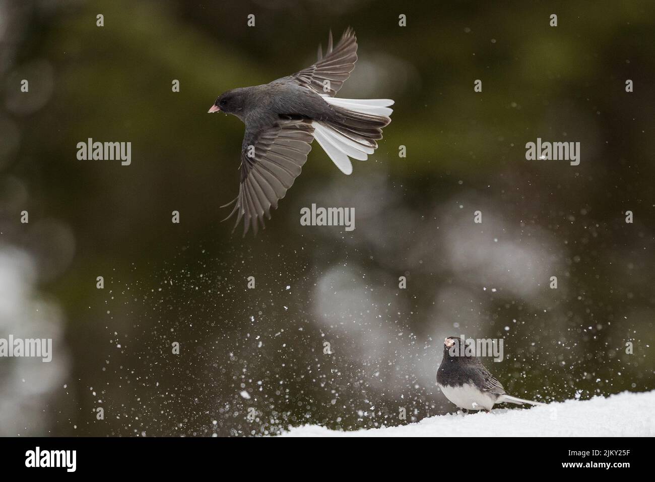 Feather motion hi-res stock photography and images - Alamy