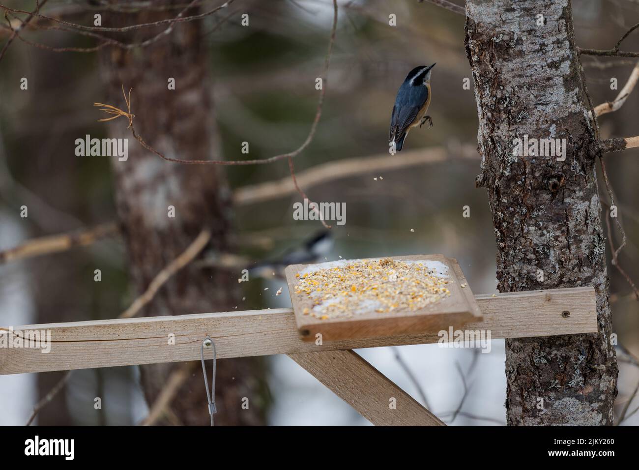 Tiny beautiful bird hi-res stock photography and images - Alamy