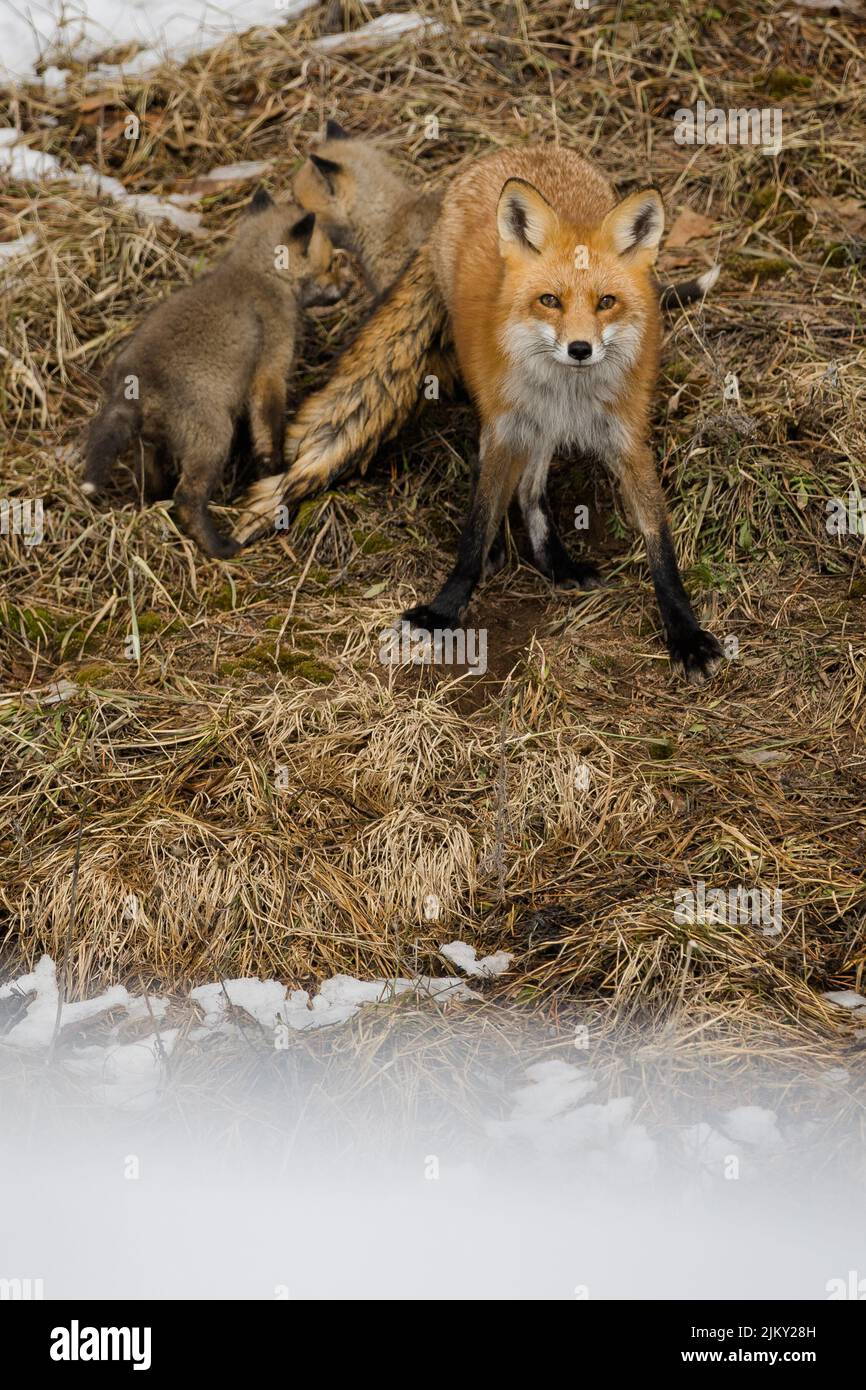 Fox tree den hi-res stock photography and images - Alamy