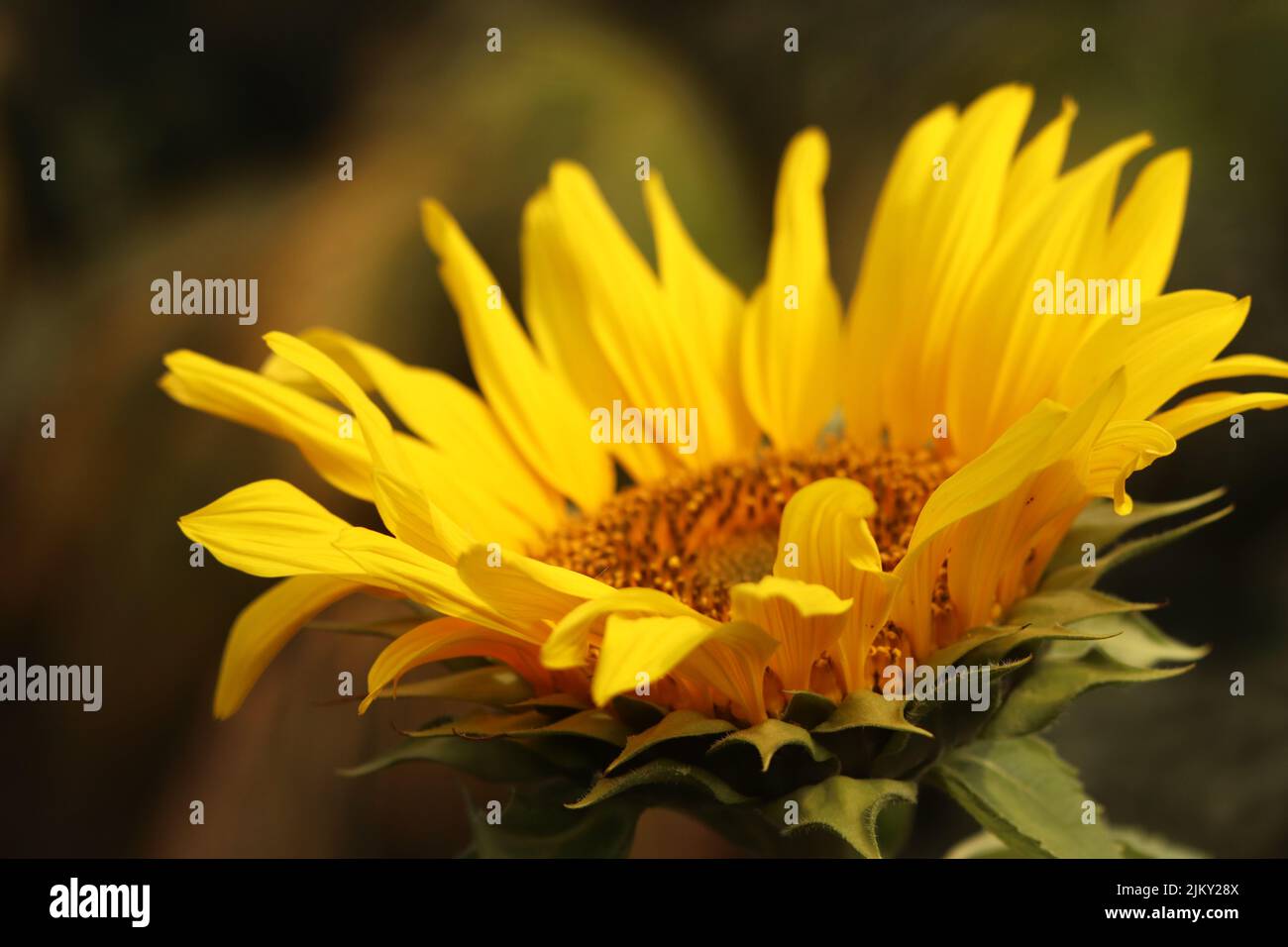 Inside yellow color hi-res stock photography and images - Alamy