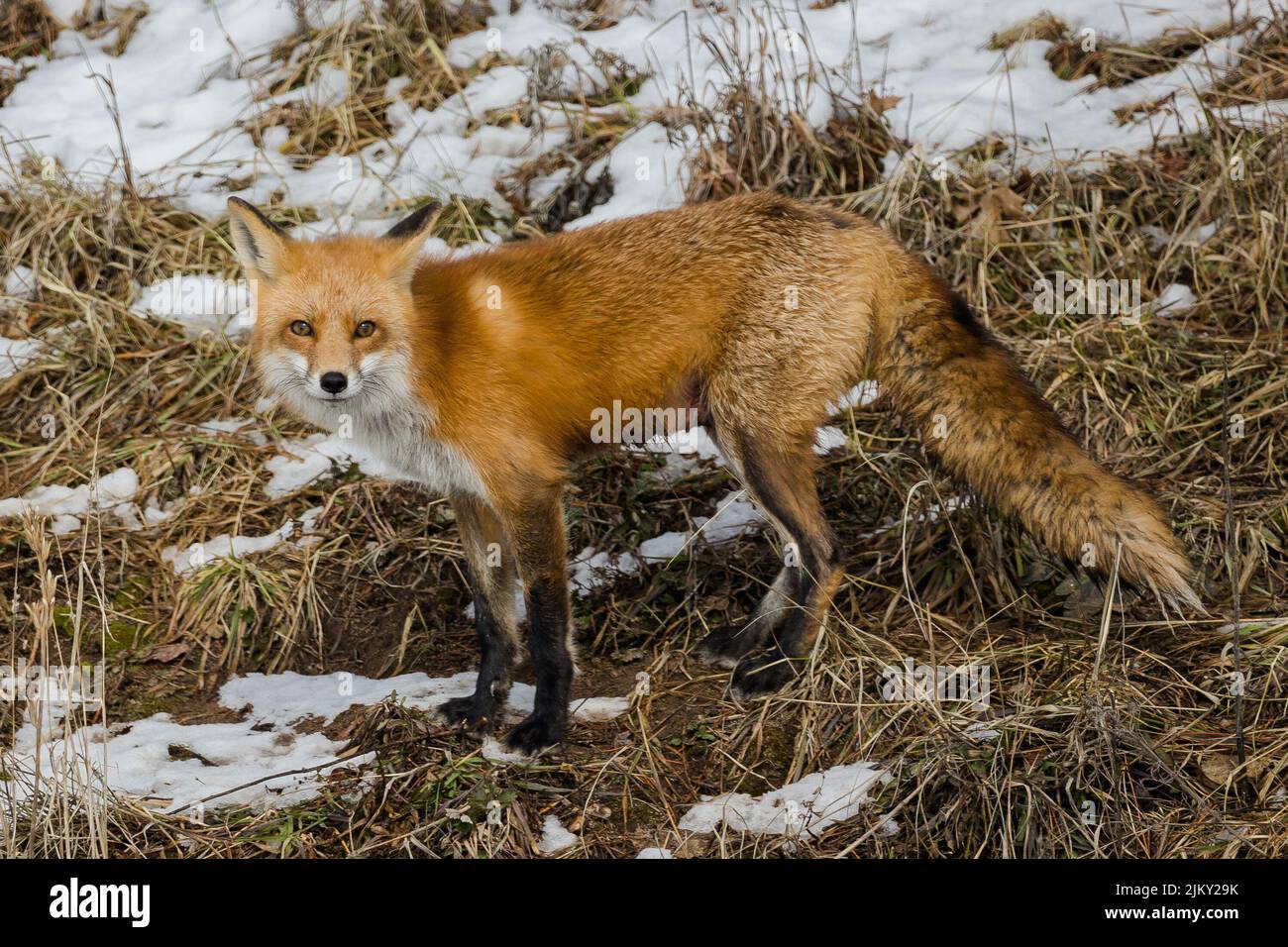 Carnivore fox hi-res stock photography and images - Alamy
