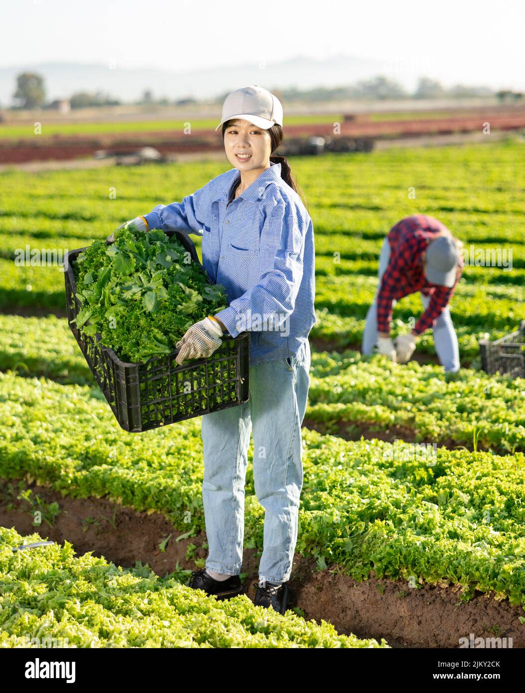 Smiling girl gardener with crate of fresh lettuce Stock Photo - Alamy