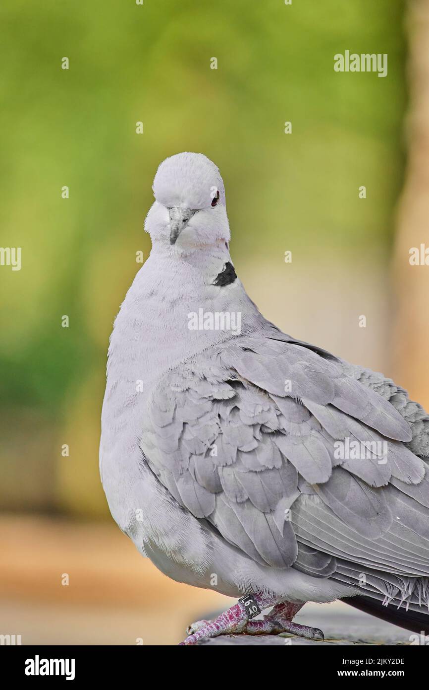 Wood pigeon collared dove hi-res stock photography and images - Alamy